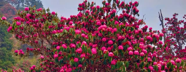 Laliguras – Nepal’s National Flower Rhododendron in Spring