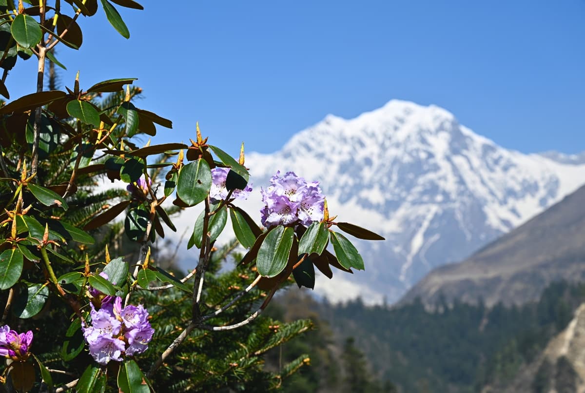 Manaslu Circuit Trek - 15-Day Guided Adventure